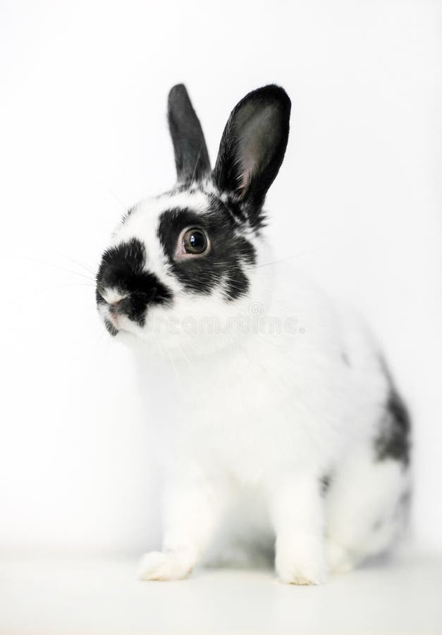 201 White Rabbit Black Spots Stock Photos - Free & Royalty-Free Stock ...