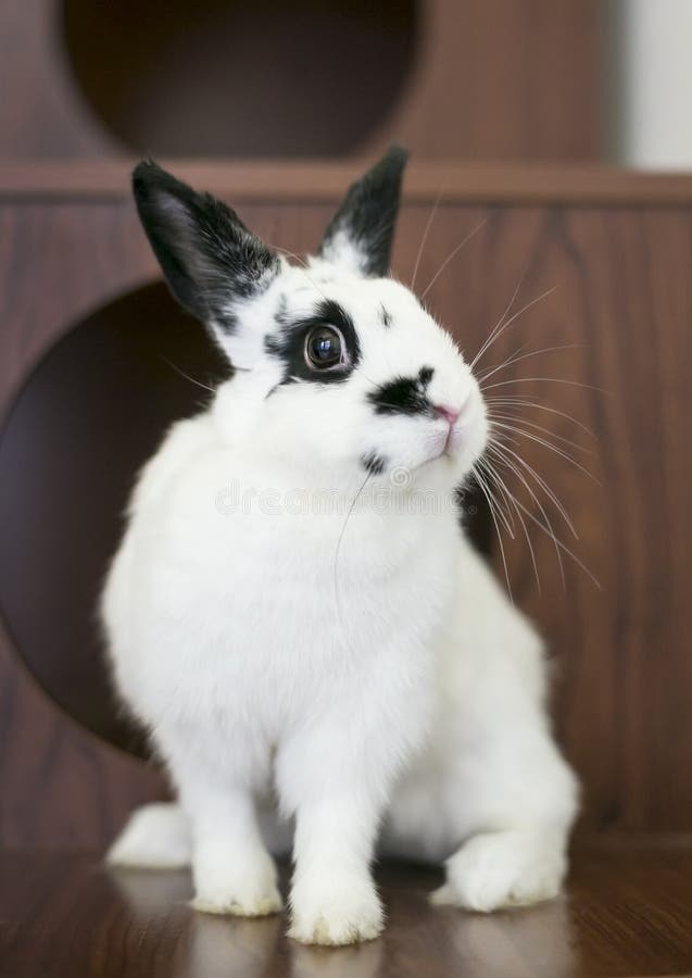 A Black and White Dwarf Rabbit Stock Image - Image of pets, dwarf ...