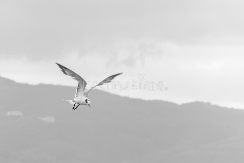 A Royal Tern Seabird in Flight Stock Image - Image of cloud, orange ... A Royal Tern Seabird in Flight Stock Image - Image of cloud, orange ...