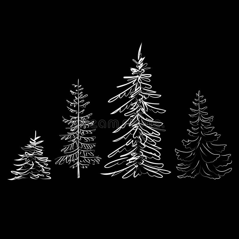 Elegant Outline Drawing of Pine Tree, Vector Illustration Stock Vector ...