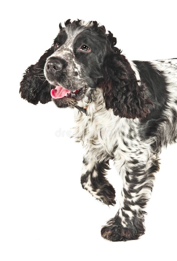 Black and White English Cocker Spaniel Looking Up Stock Photo - Image ...