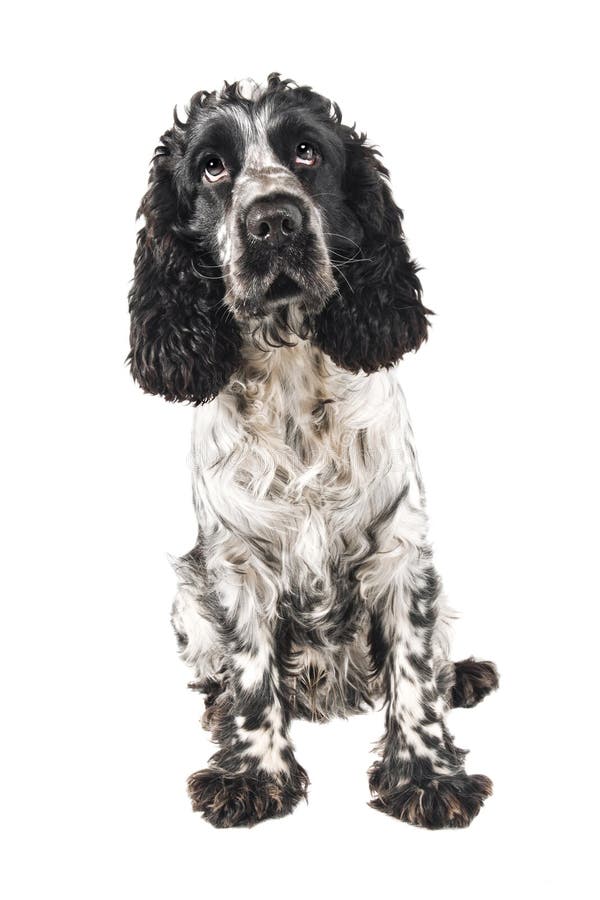 White English Cocker Spaniel