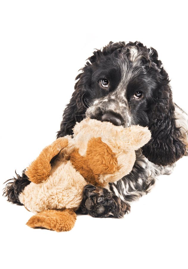 Black and White English Cocker Spaniel with a Toy Stock Image - Image ...