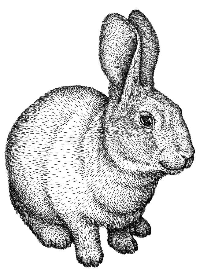 Black And White Engrave Isolated Rabbit Illustration Stock Illustration ...