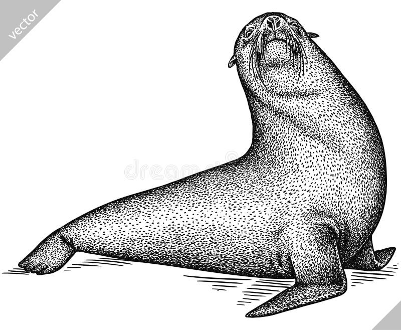 Black and White Engrave Isolated Seal Vector Illustration Stock Vector ...