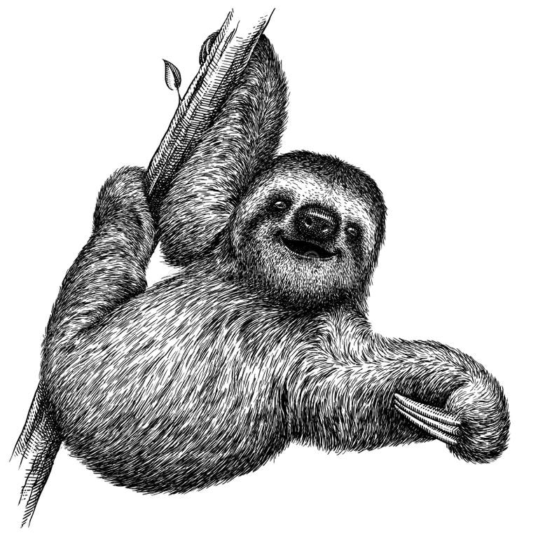 Sloth Outline Stock Illustrations – 1,482 Sloth Outline Stock ...