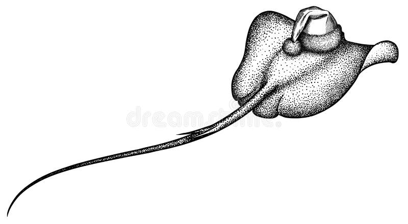 Black and White Engrave Isolated Stingray Illustration Stock ...