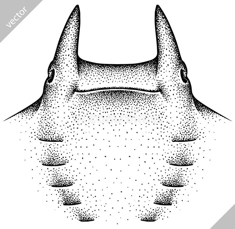 Black and White Engrave Isolated Stingray Vector Illustration Stock ...
