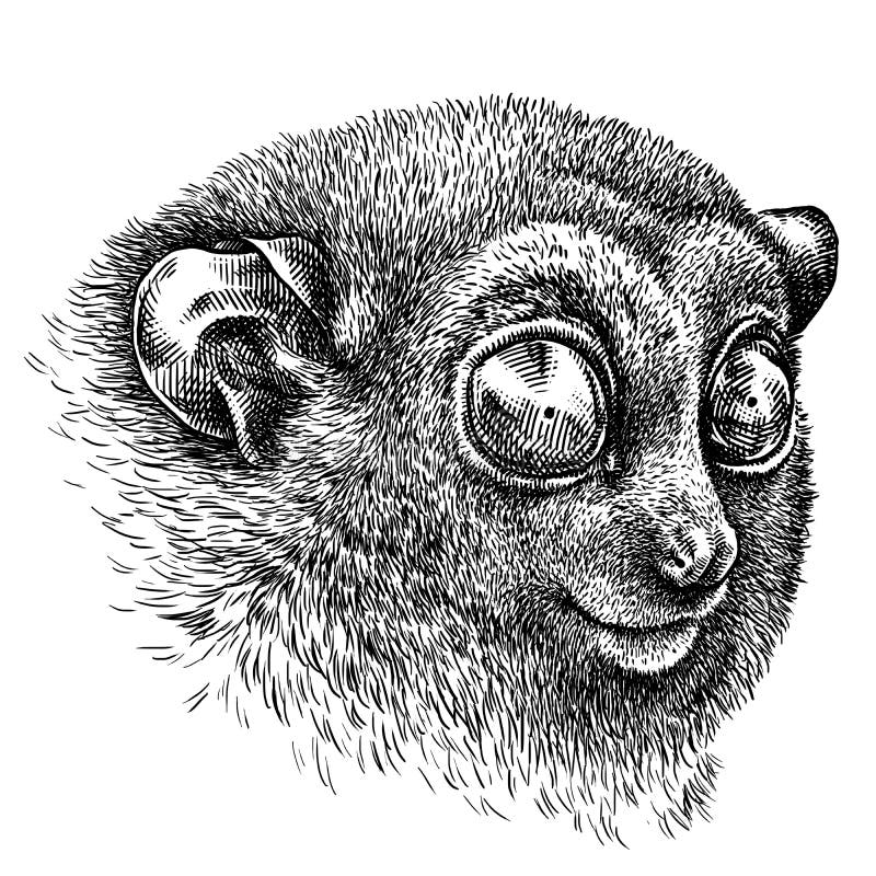 Black and White Engrave Isolated Tarsier Illustration Stock ...