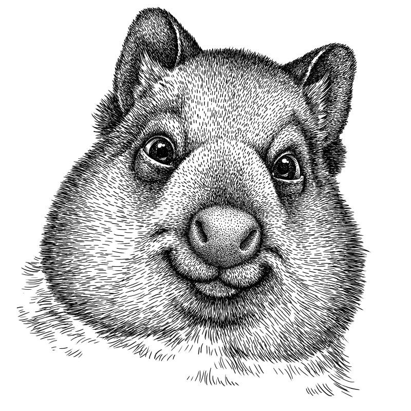 Black and White Engrave Isolated Wombat Illustration Stock Illustration ...
