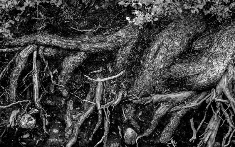 Black and White Exposed Roots Along Creek Edge Stock Image - Image of ...