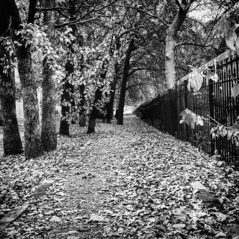 Black in white fall path stock photo. Image of black - 80688284