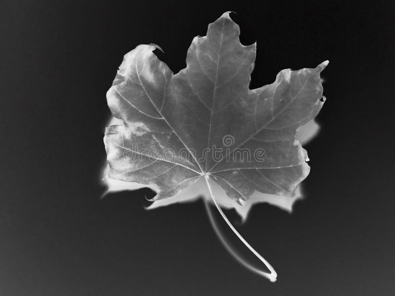 Black and White Fallen Maple Leaf Abstraction. Stock Photo - Image of ...