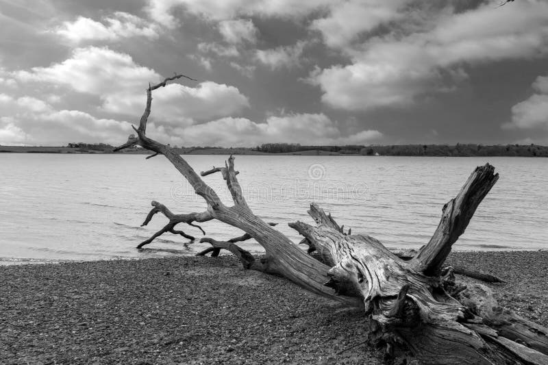 Black and White Fallen Tree River Scene Stock Image - Image of root ...