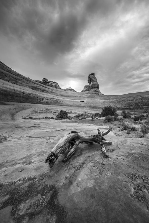 Black and White Fallen Tree with View Delicate Arch Stock Image - Image ...