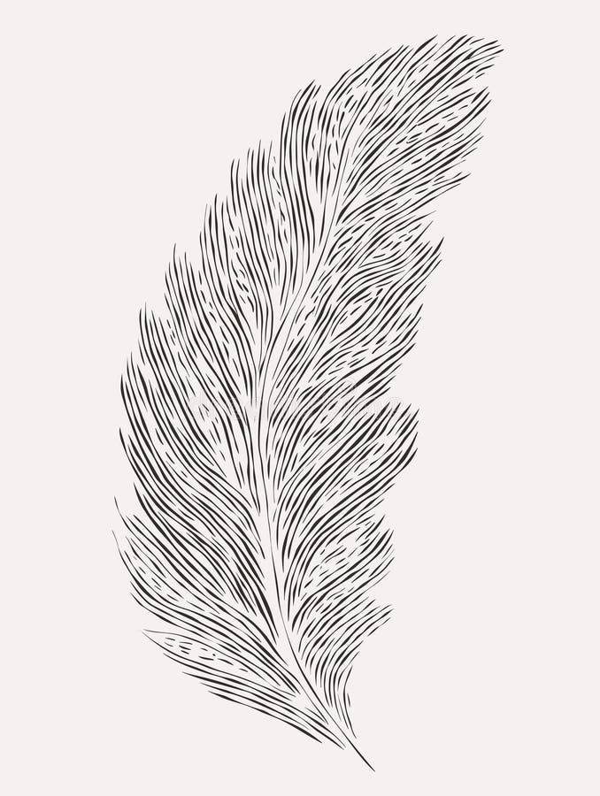 A Black and White Feather - Growing Plant Stock Vector - Illustration ...