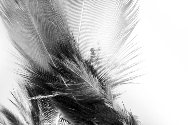 Black and White Feathers with Striking Contrast Stock Image - Image of ...