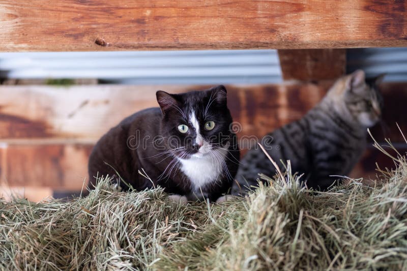 Black and White Farm Cat in Haystack Stock Photo - Image of feral ...