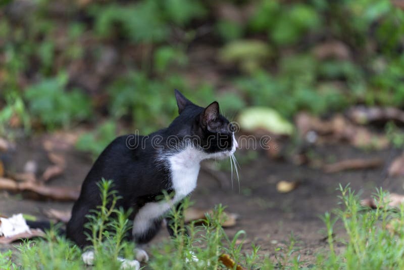 Black and White Feral Cats in the Park Stock Image - Image of mammal ...