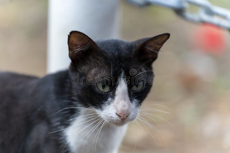 Black and White Feral Cats in the Park Stock Image - Image of face ...