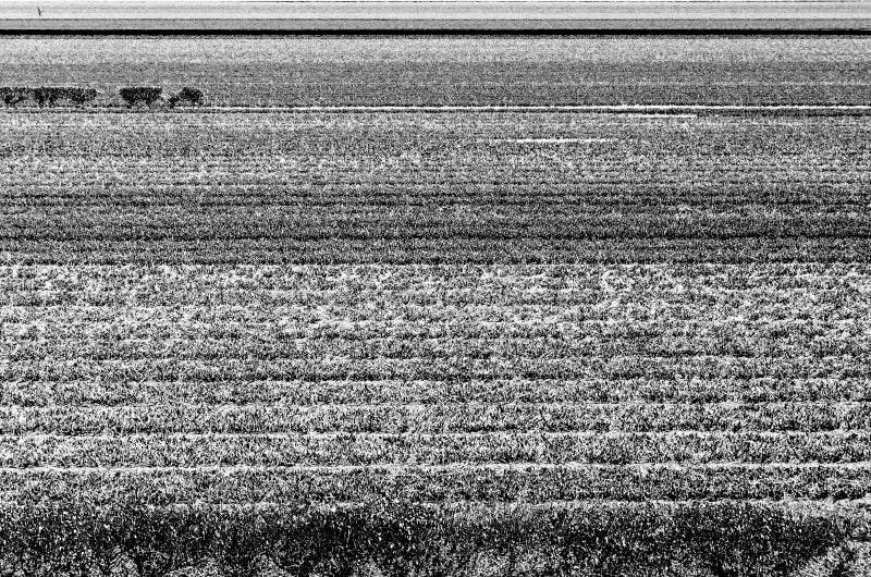 Black and White Field Background Stock Photo - Image of white, tulip ...