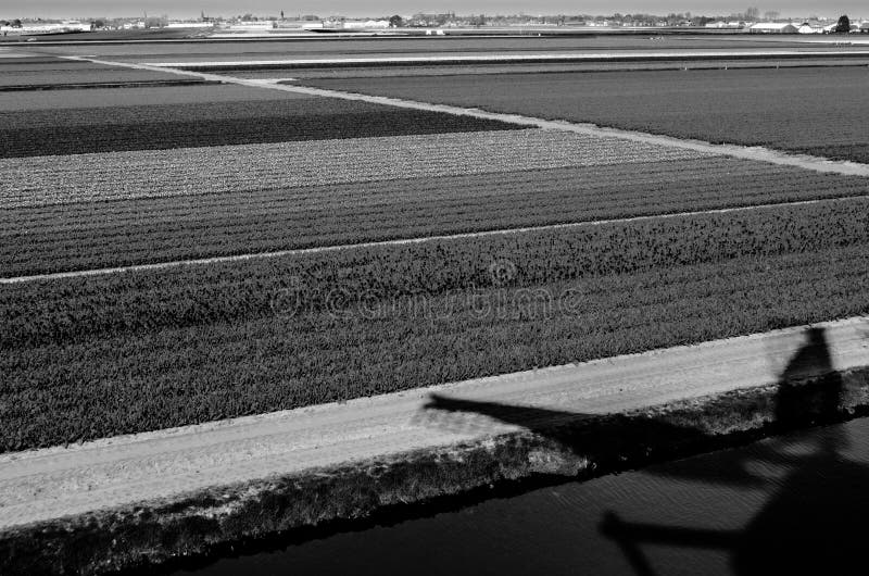 Black and White Field Background Stock Image - Image of flower, outdoor ...