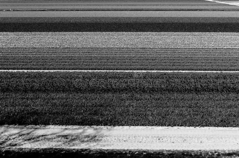 Black and White Field Background Stock Photo - Image of seasonal, black ...