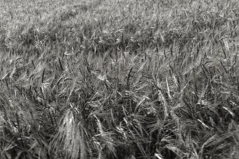 Black and White Field of Wheat Stock Image - Image of healthy, beauty ...