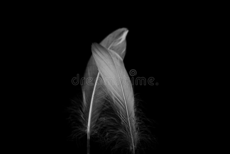 Black and White Fine Art Photos of Feathers on Black Background with ...