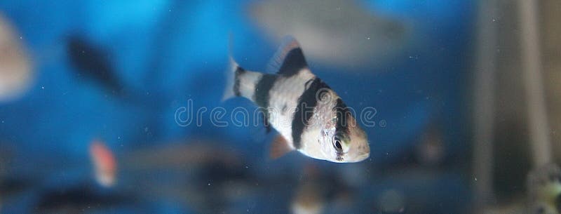 2,648 Small Orange White Black Fish Stock Photos - Free & Royalty-Free ...