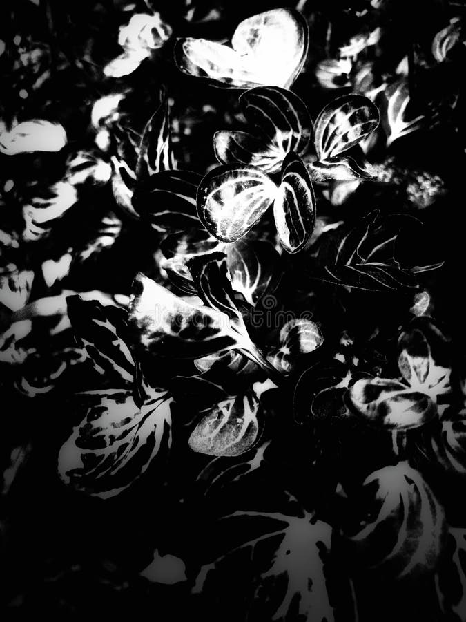 Black white flower tree stock image. Image of tree, black - 220490835