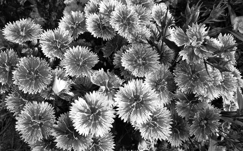 Black and White Flowers Tree Plant Art Stock Photo - Image of white ...