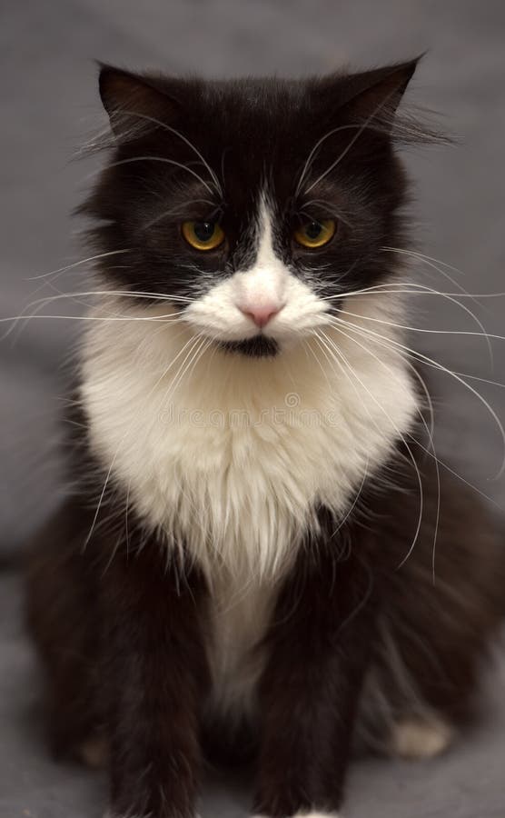 Black White Fluffy Cat Stock Images - Download 27,852 Royalty Free Photos