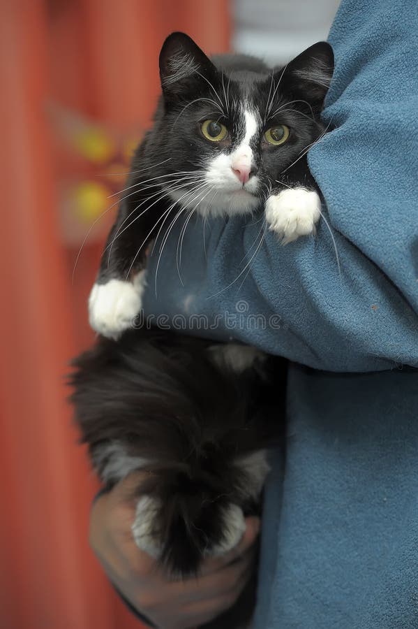 Black with White Fluffy Cat Stock Photo - Image of beautiful, hair ...
