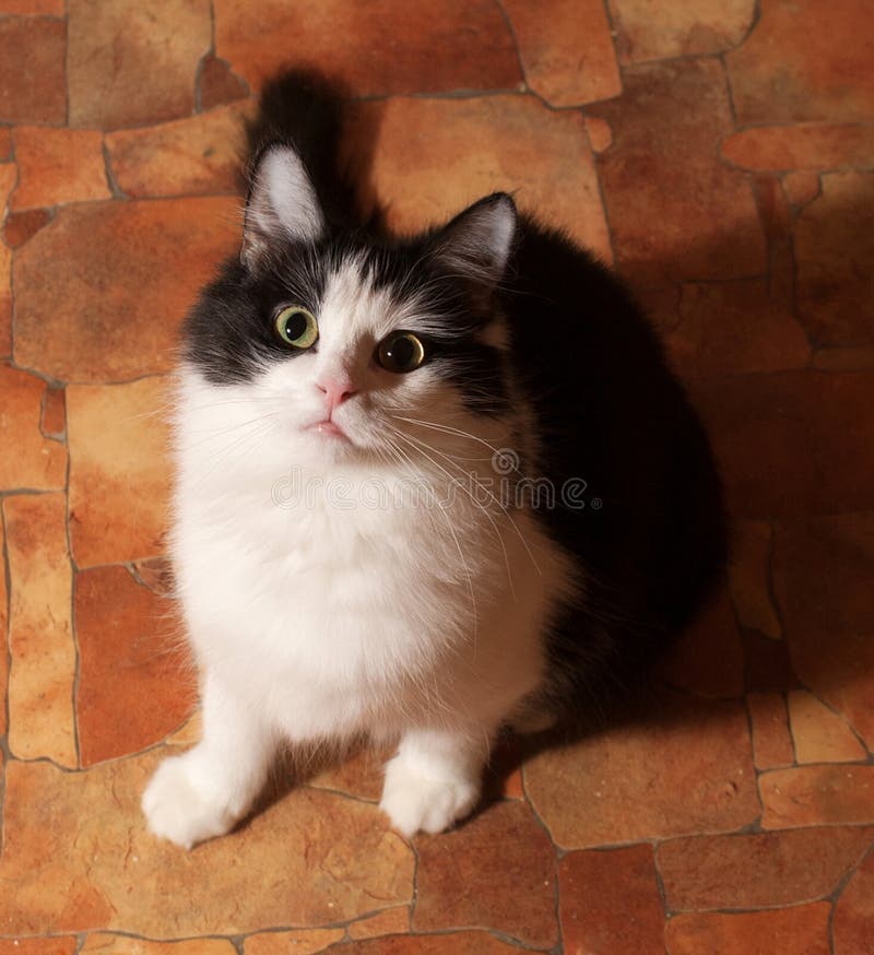 Black and White Fluffy Cat Sits on Floor Stock Image - Image of tail ...