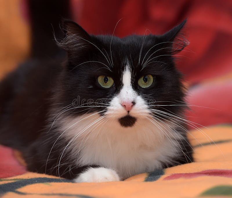 Black with White Fluffy Cat Stock Image - Image of graceful, food: 51422387