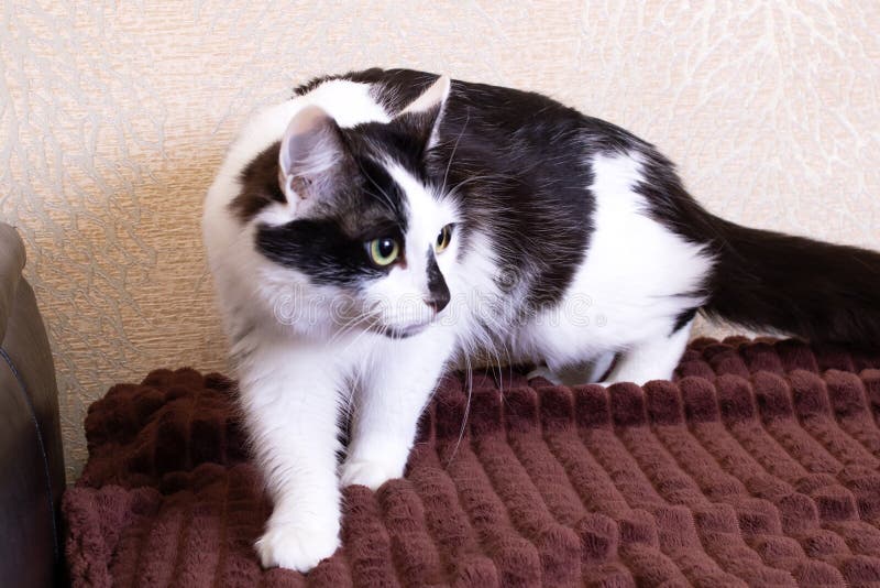 Black and White Fluffy Cat Walks on the Couch Stock Image - Image of ...