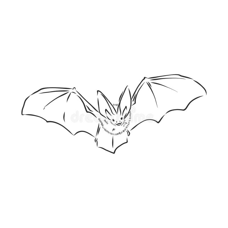 Black and White Flying Halloween Vampire Bat, Sketch Style Vector ...