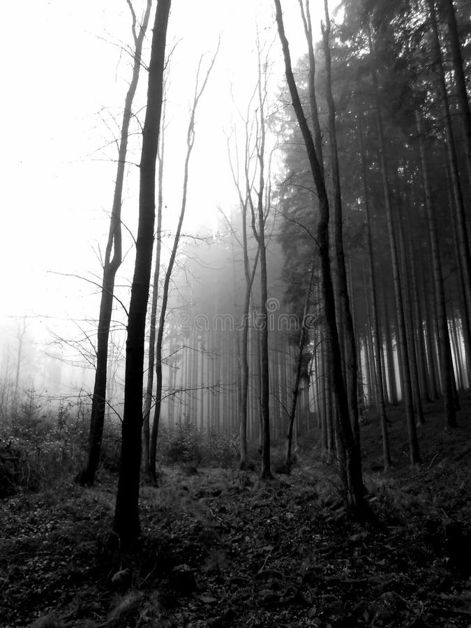 Black and White Forest Autumn Falling Leaves Stock Image - Image of ...