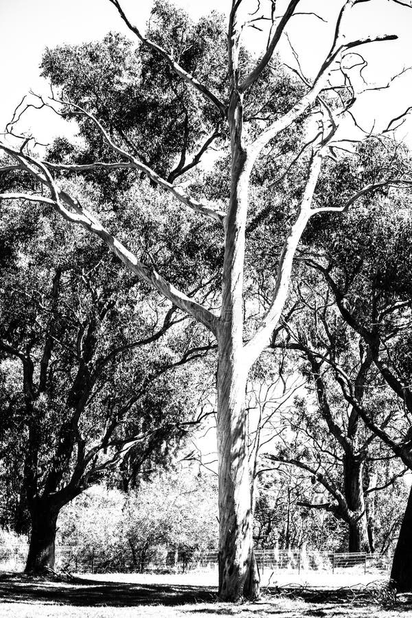 Forest in dry climate stock photo. Image of beautiful - 94425324