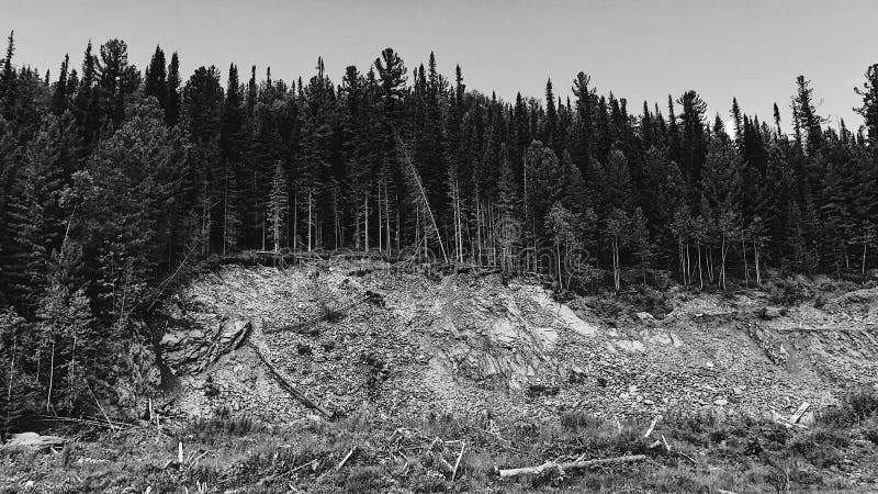 Black&white forest stock image. Image of vsco, black - 98236693
