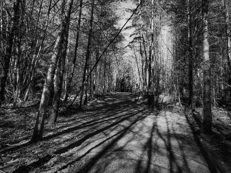 Shadows and Light Make Interesting Patterns on Dirt Path Stock Image ...