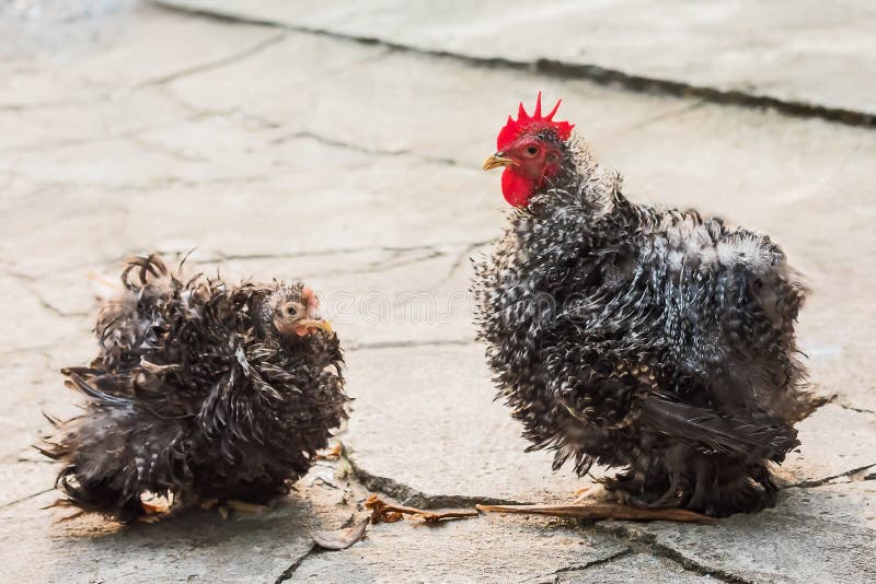 Frizzle rooster stock image. Image of chicken, close - 16572693