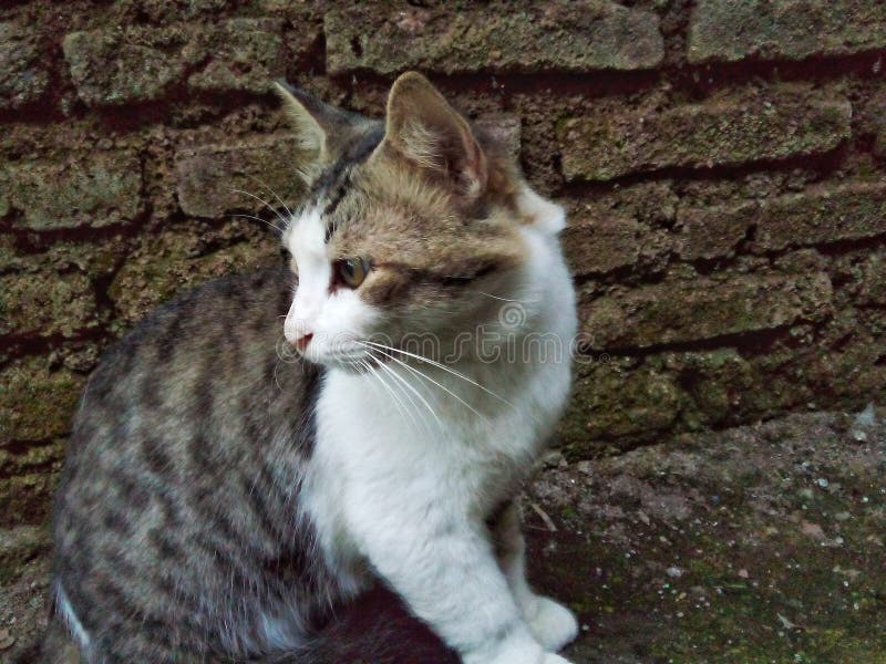 Black White Fur Male Cat Head Look Back Stock Image - Image of kitten ...