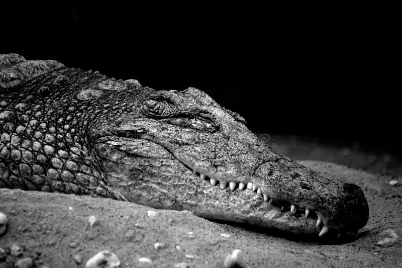 Black and white gator stock photo. Image of black, wildlife - 51802374