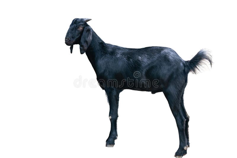 Black Goat Isolated on White with Clipping Path Stock Photo - Image of ...