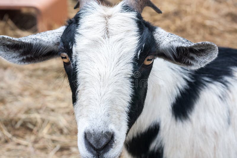 Black and White Goat Facing Camera - Close Up Stock Photo - Image of ...