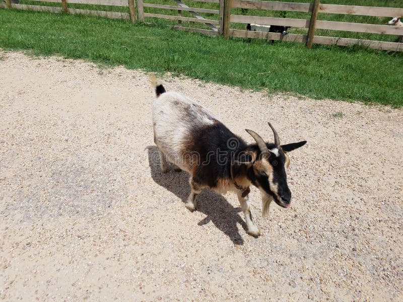 Black and White Goat on Stone Path Stock Photo - Image of outdoor, goat ...