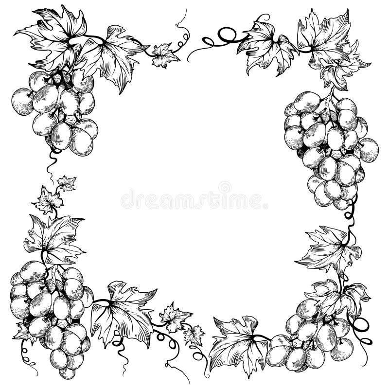 Black and White Grapevine Square Frame. Stock Vector - Illustration of ...