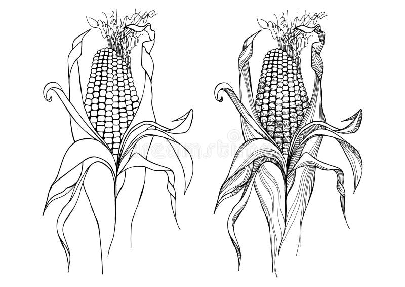 Black and White Graphic Depiction of Two Ears of Corn. Stock ... Black and White Graphic Depiction of Two Ears of Corn. Stock ...